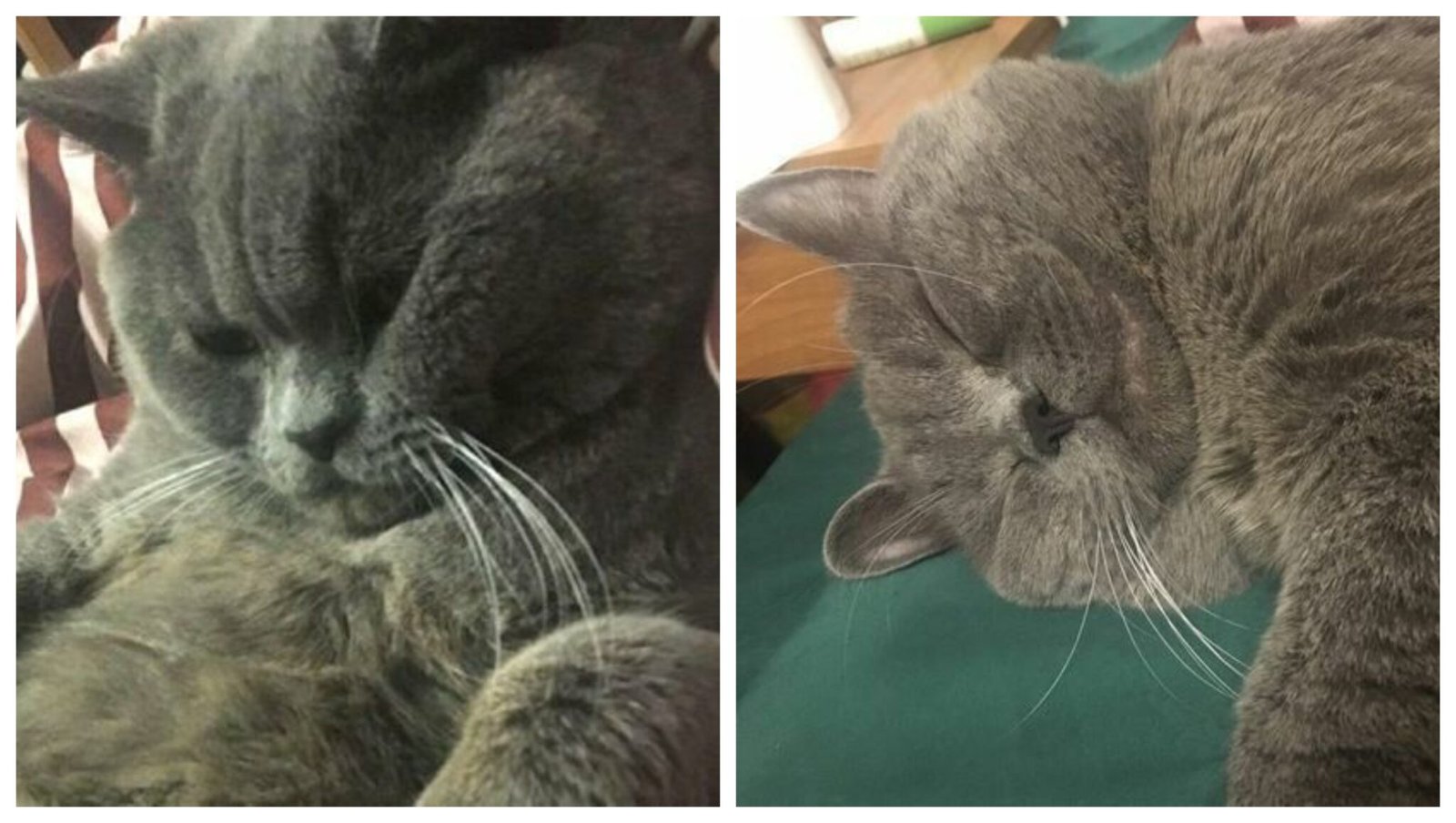 Le chat a réussi à s’échapper de l’enclos et a passé la nuit avec 5 ...