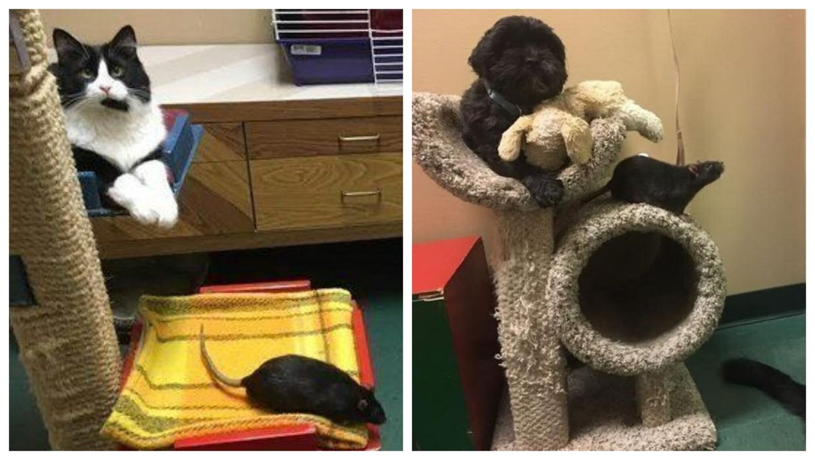 Trois amis inséparables ont été donnés au refuge: un chat, un chien et ...