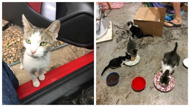 Les propriétaires ont jeté la chatte enceinte dans la rue, ne voulant ...