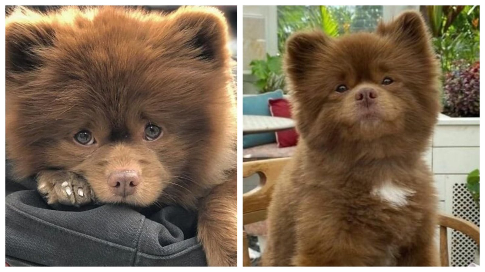 Les propriétaires ont abandonné le Spitz ressemblant à un ourson, mais ...