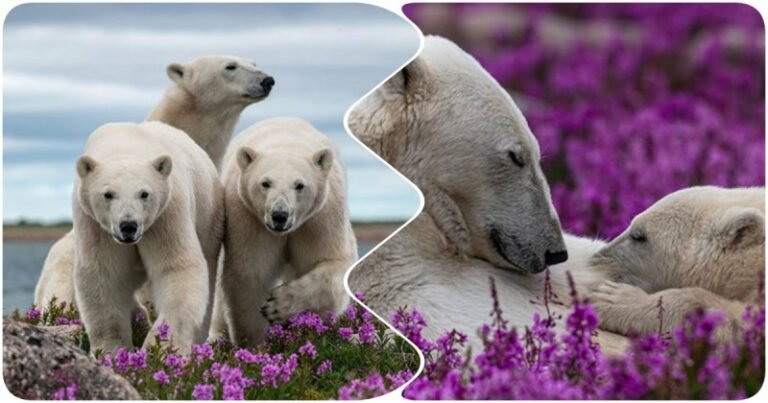Le photographe a vécu dans une tente dans l’Arctique pendant 33 jours ...